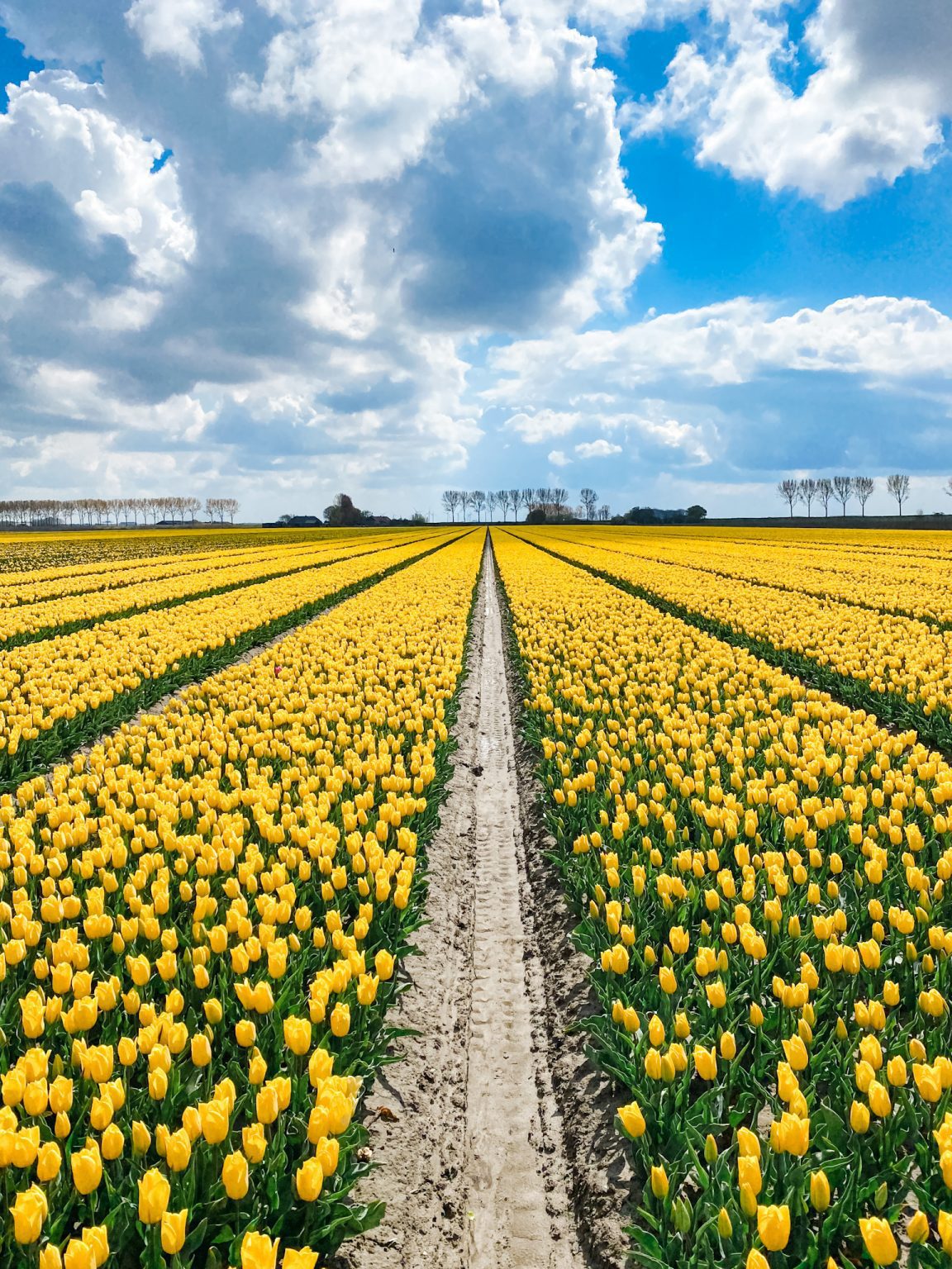 Finding Amazing Tulips around Goeree-Overflakkee • Jessica Lynn Writes