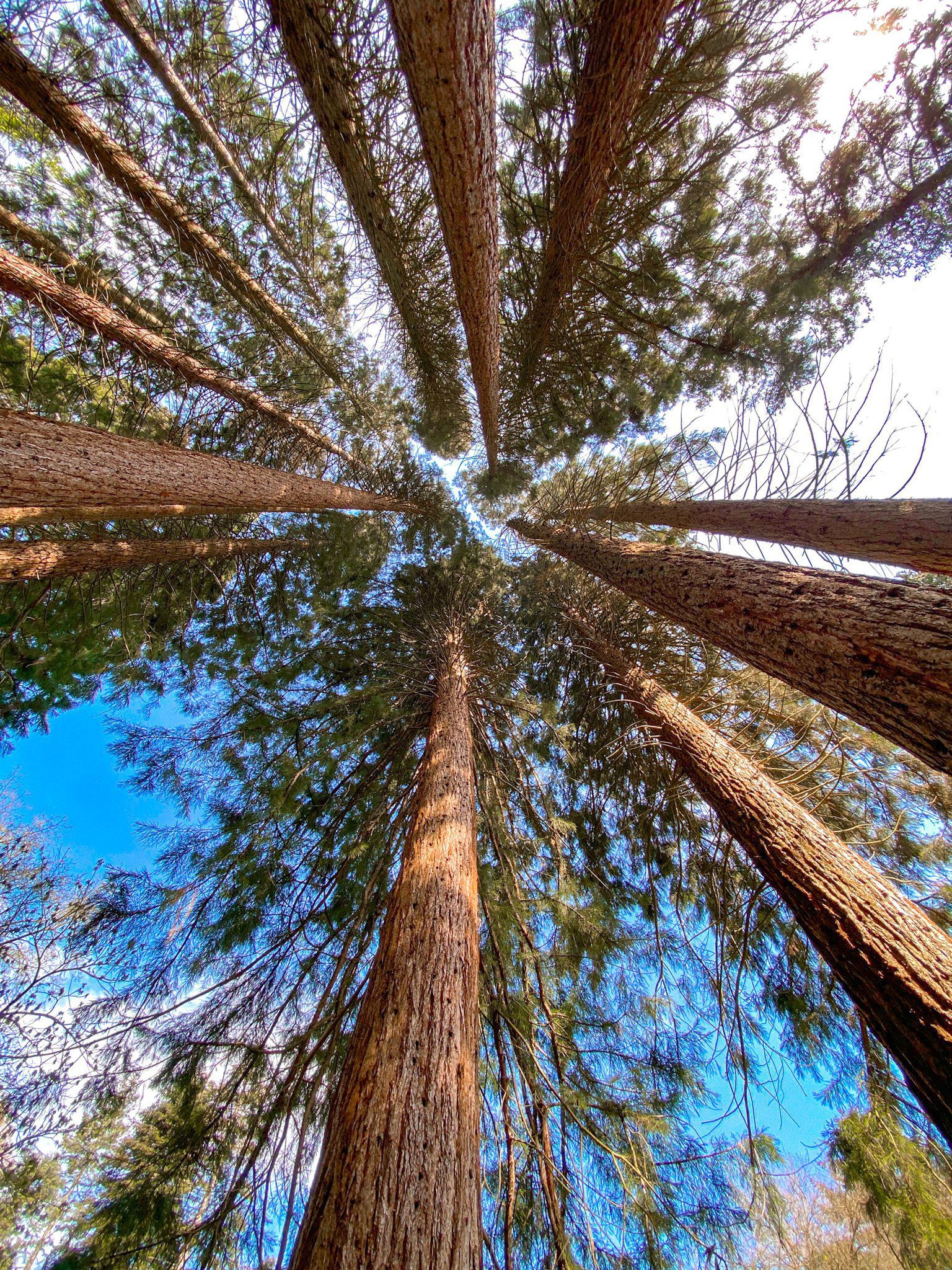 Where to See Sequoia Trees in Germany • Jessica Lynn Writes